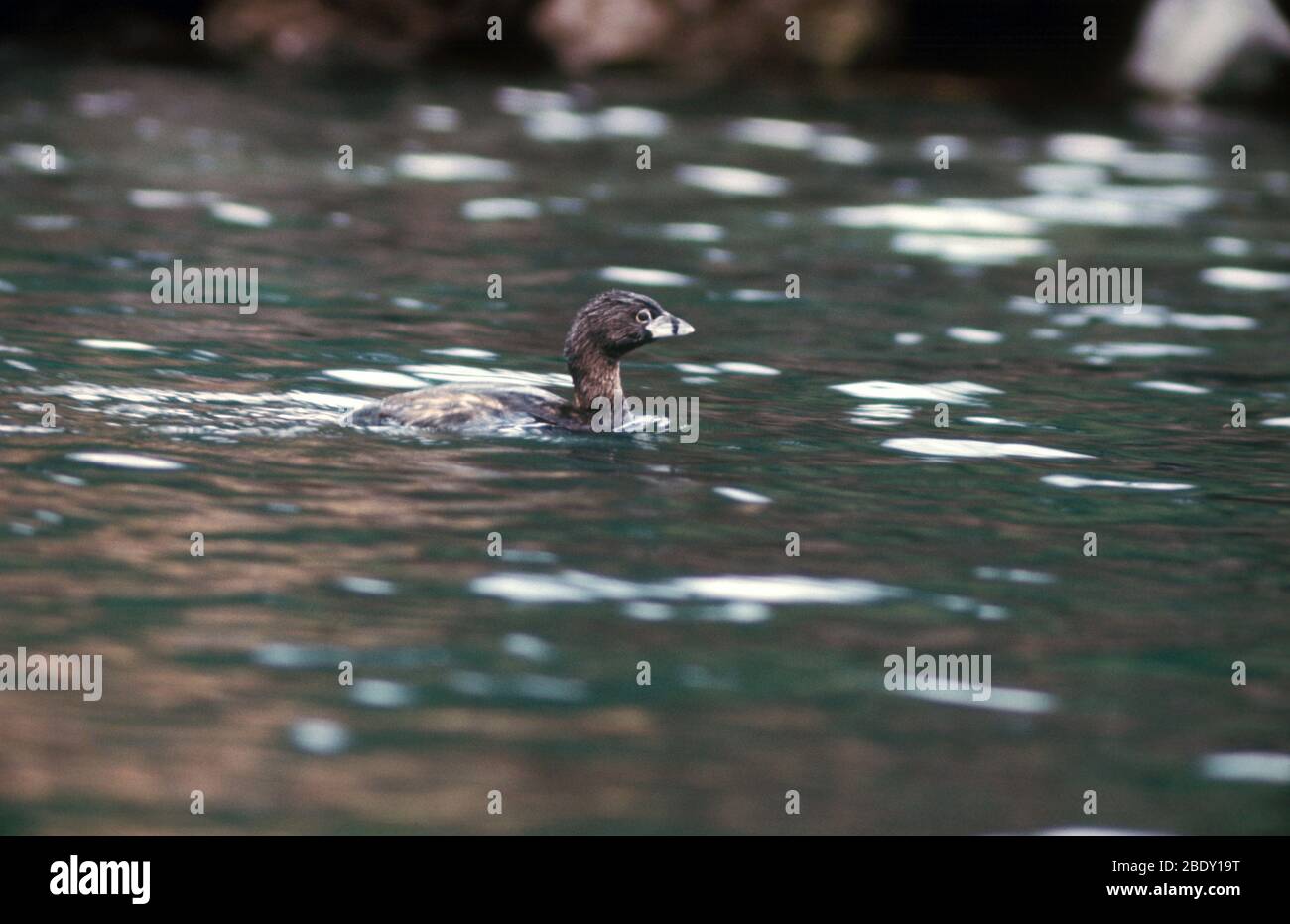 Giant extinct bird hi-res stock photography and images - Alamy