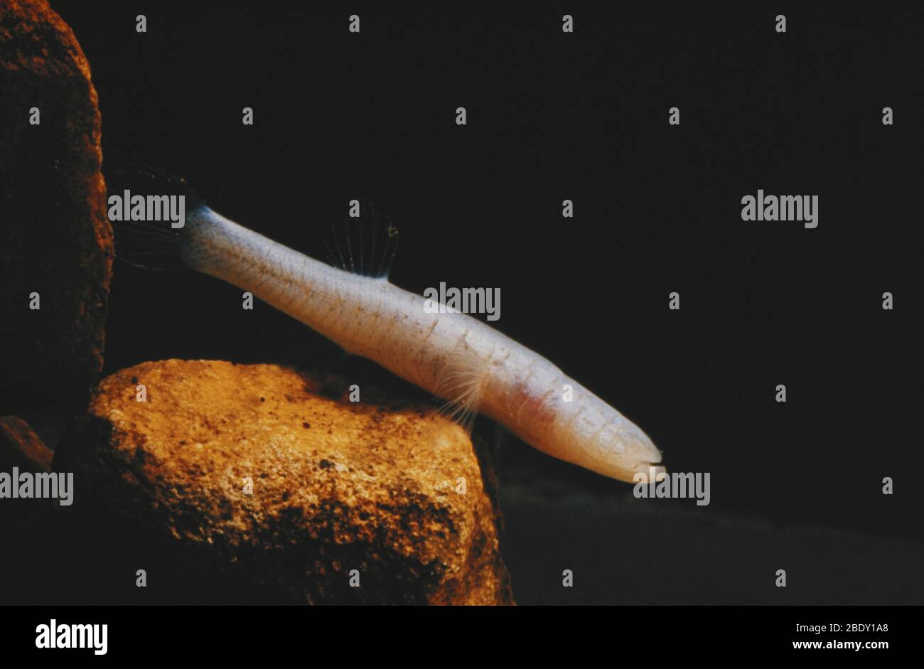 Blind fish hi-res stock photography and images - Alamy