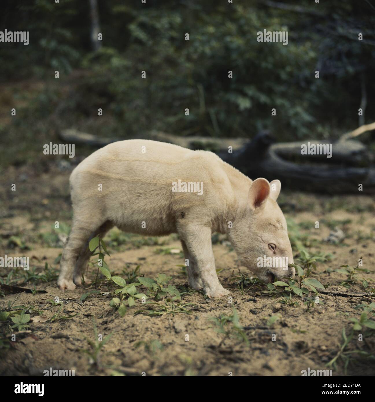 Partial Albinism Animals