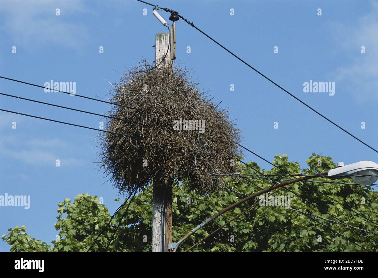 Colonial nesting bird species hi-res stock photography and images - Alamy