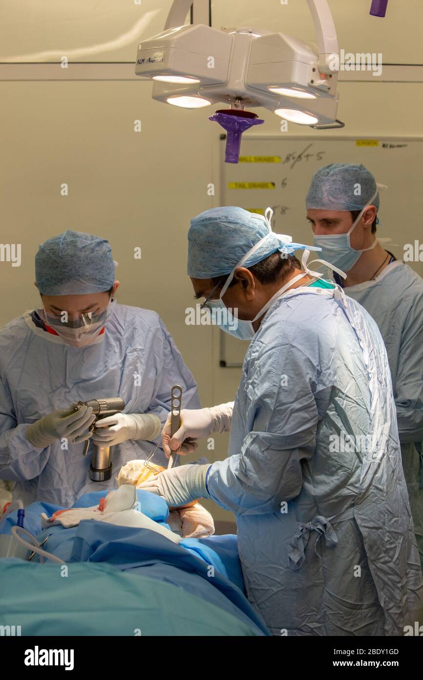 NHS surgeons and nurses perform surgery in an NHS Hospital.The ...