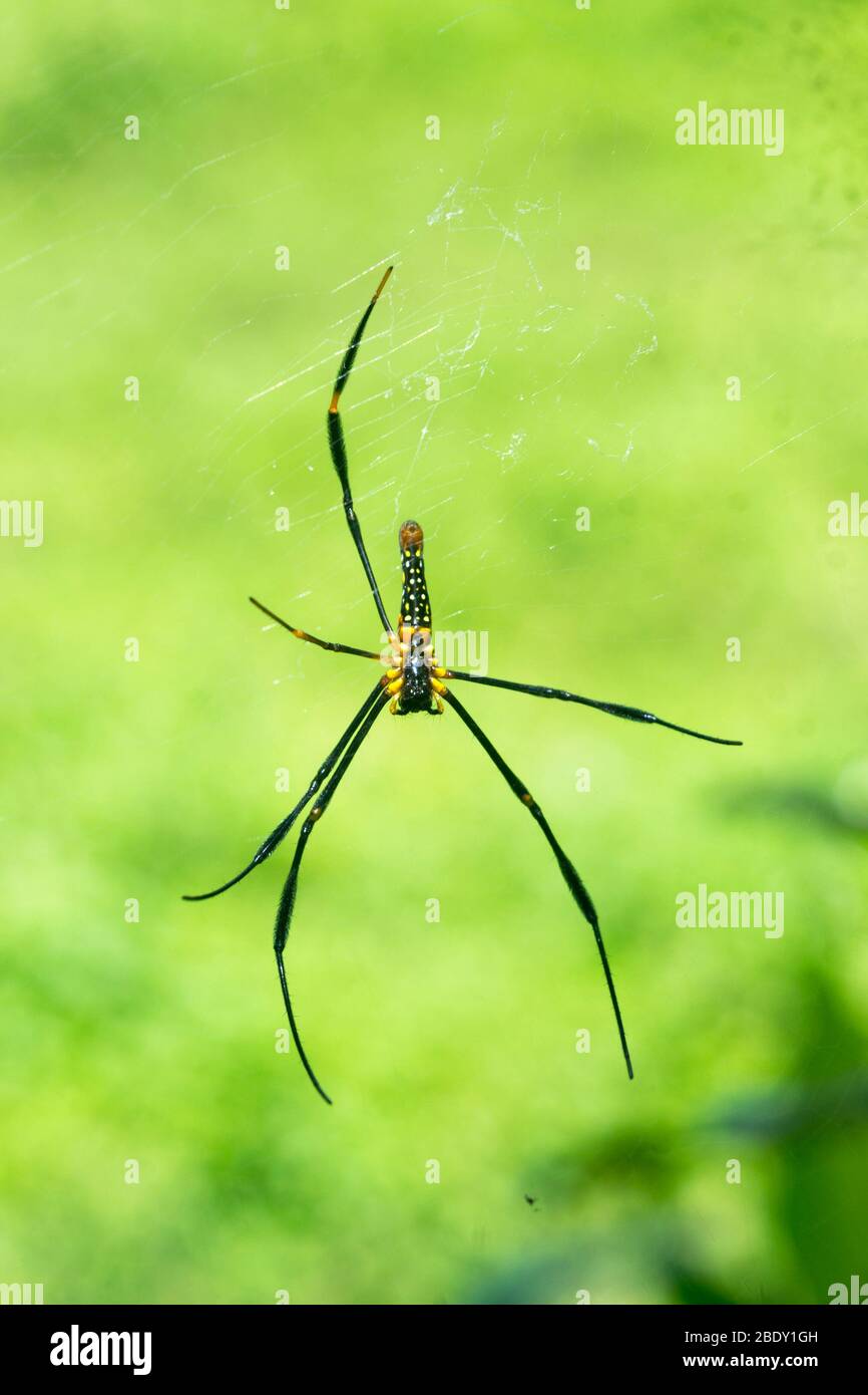 spider broken leg Stock Photo - Alamy