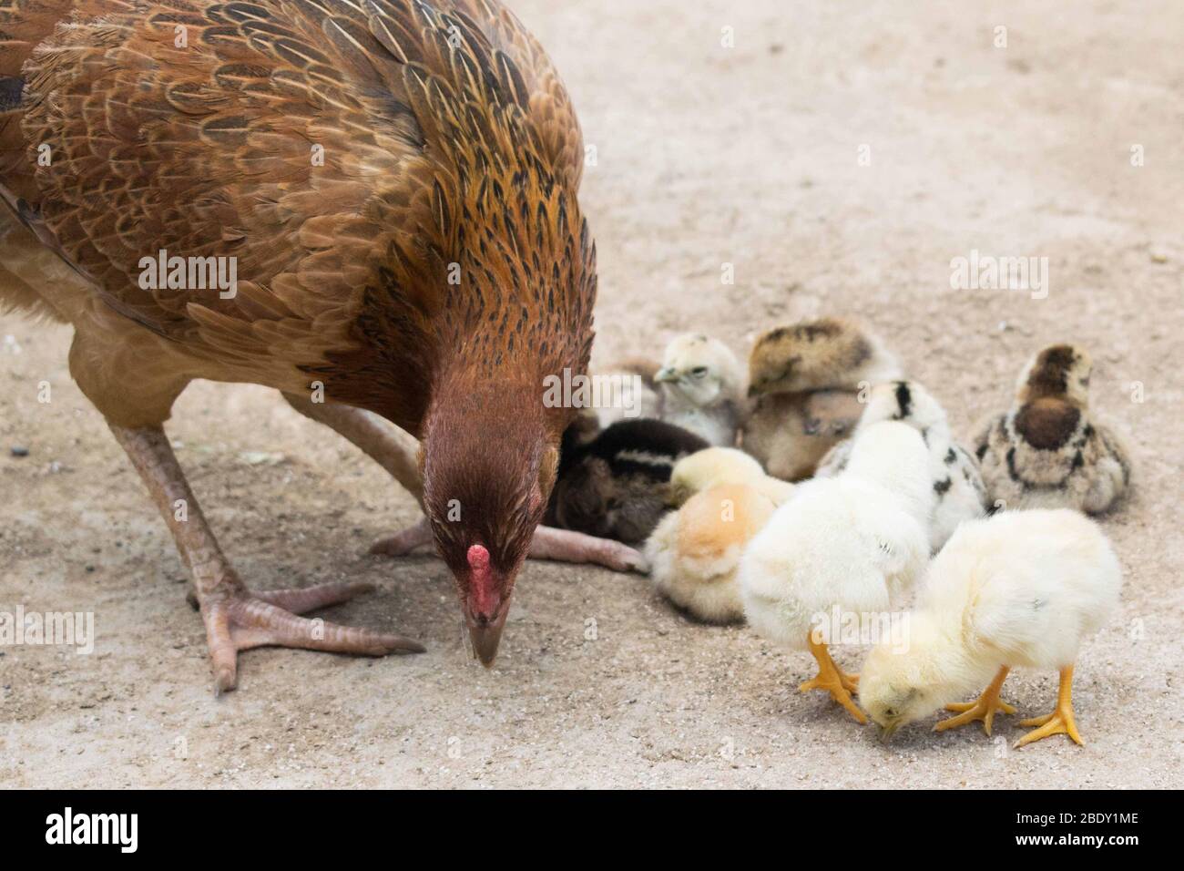 Chicken feed corn hi-res stock photography and images - Alamy