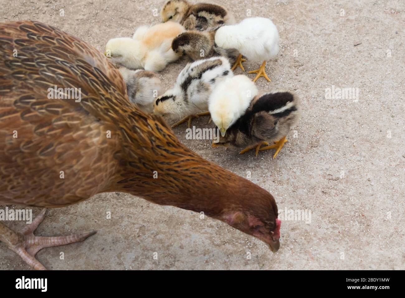 Chicken feed corn hi-res stock photography and images - Alamy
