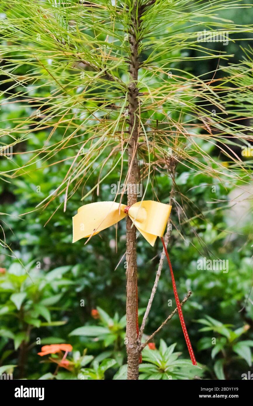 A very young pine tree with a yellow ribbon on the branch. Nursery of ...
