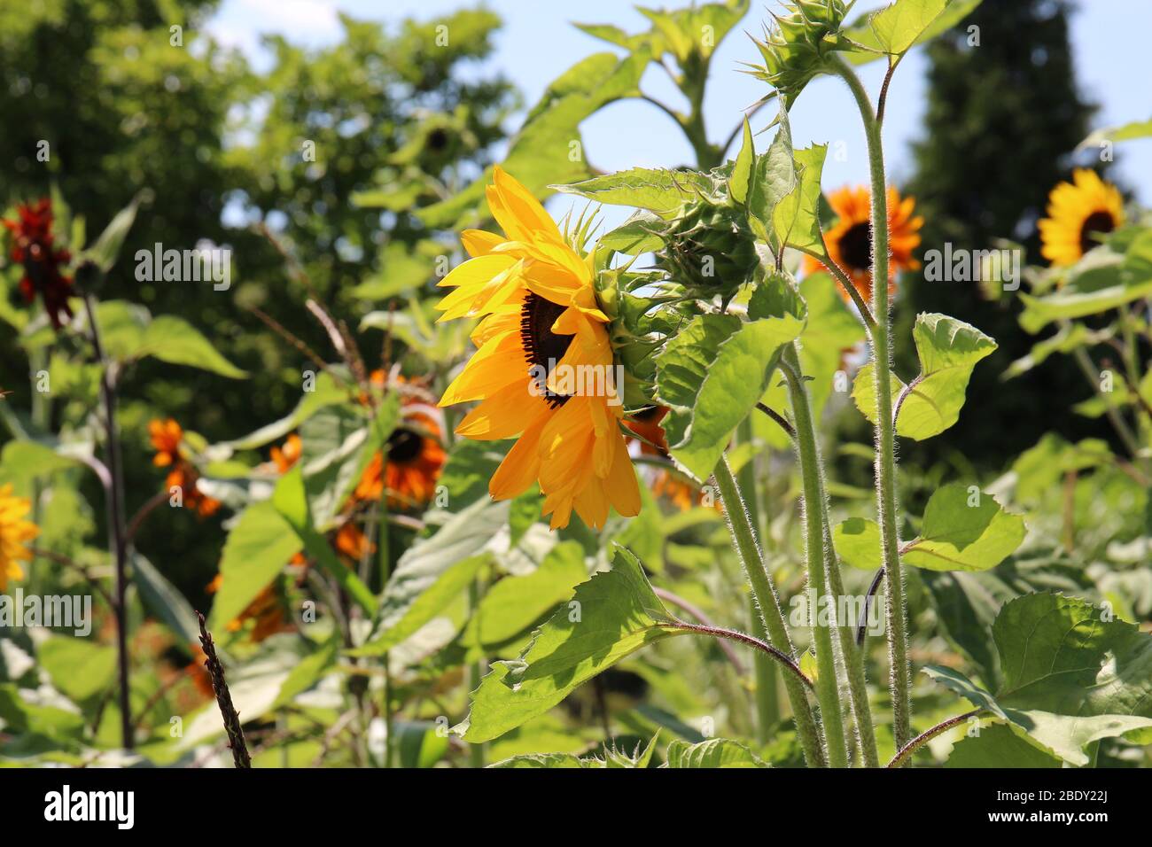 Side View of a blooming Sunrich Orange Sunflower and stalks with closed ...