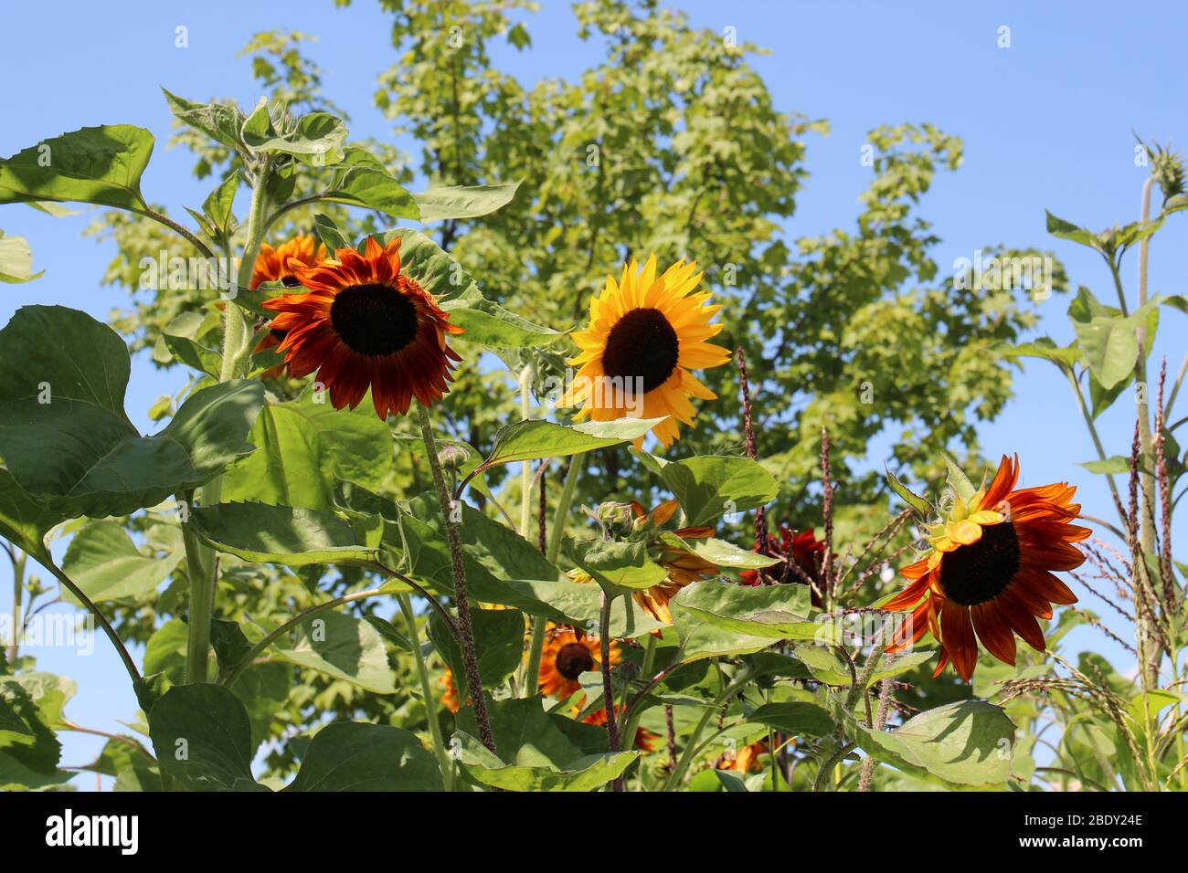 Tall Sunflowers High Resolution Stock Photography and Images - Alamy