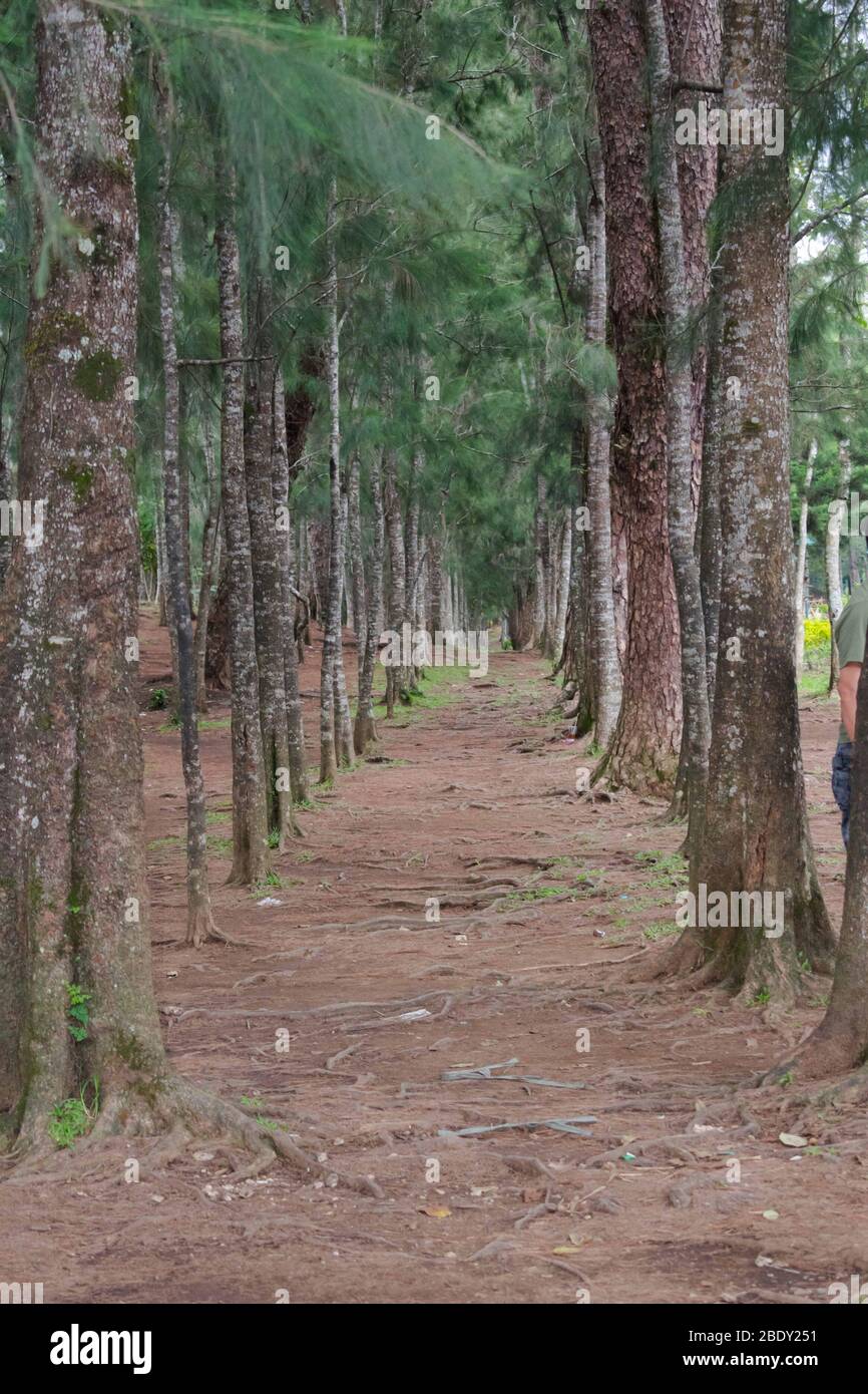 A path made by tall pine trees on both sides Stock Photo - Alamy