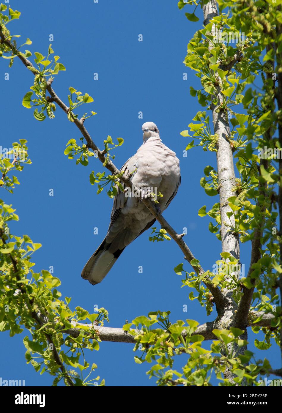 African collared dove hi-res stock photography and images - Alamy