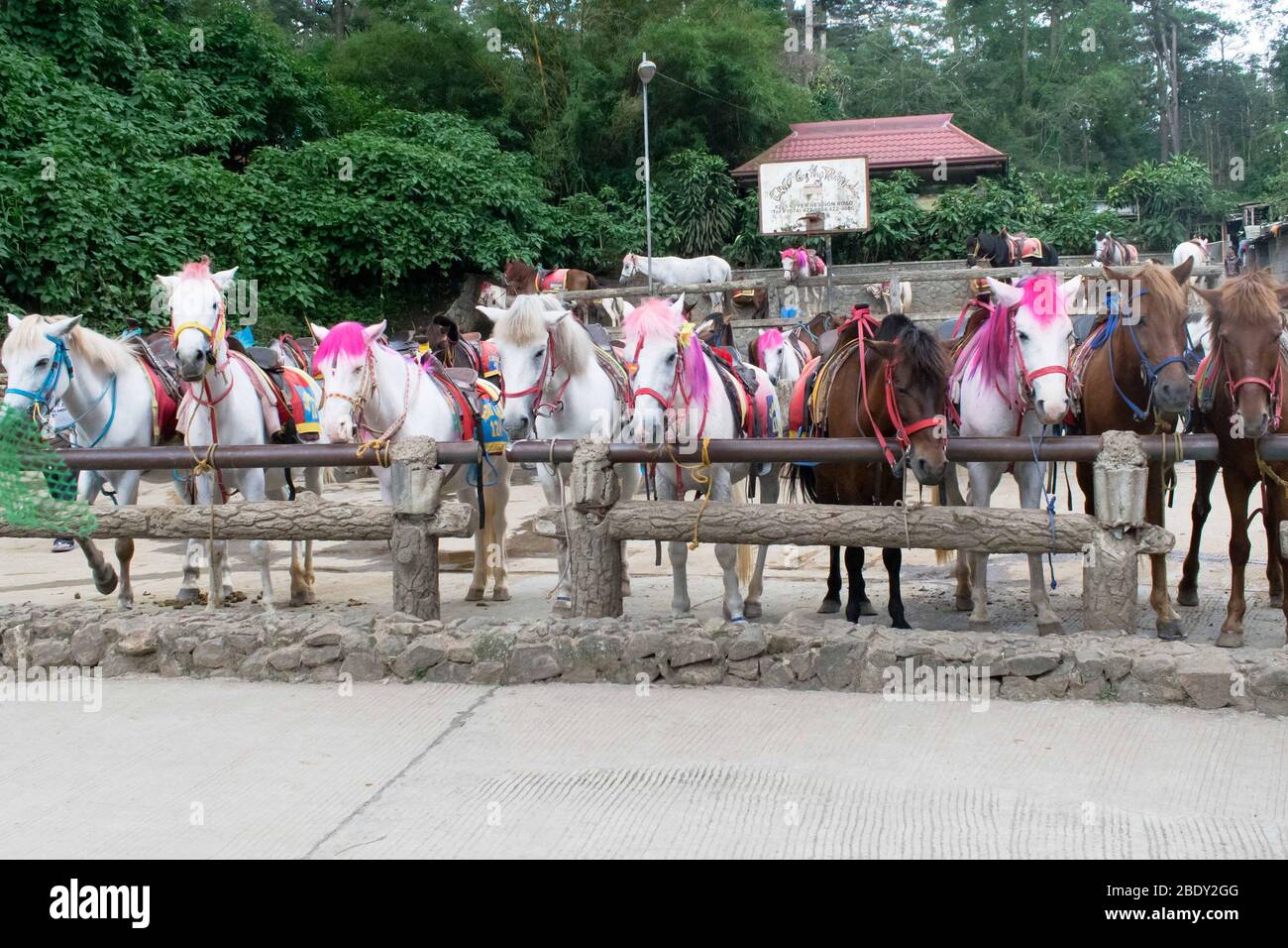 June 5, 2019-Baguio City Philippines : Colourful horses in a row at the ...