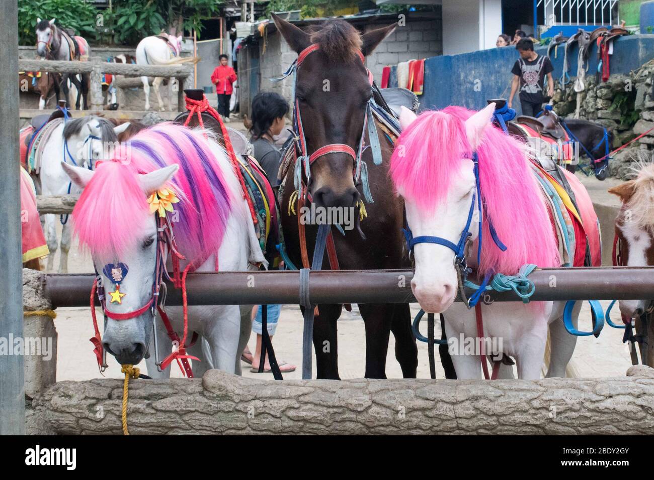 June 5, 2019-Baguio City Philippines : Pink colored stallion for ...