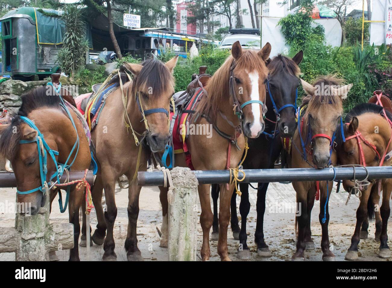 June 5, 2019-Baguio City Philippines : Brown stallions at the wright ...