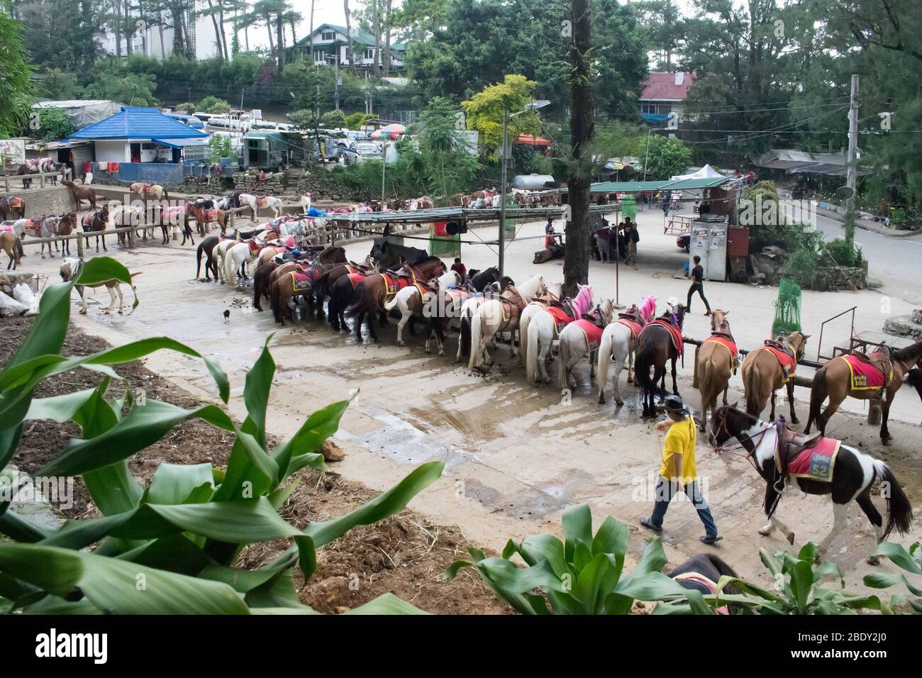 June 5, 2019-Baguio City Philippines : Horse back riding is one of ...