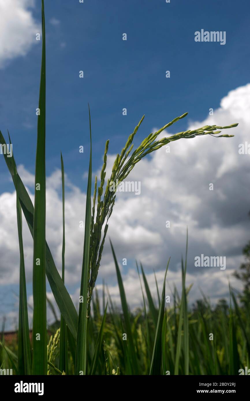 How does rice grow hi-res stock photography and images - Alamy