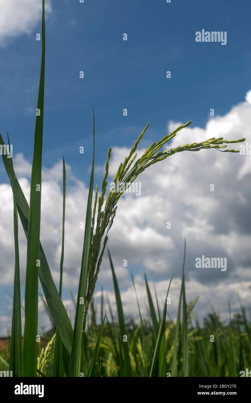 How does rice grow hi-res stock photography and images - Alamy