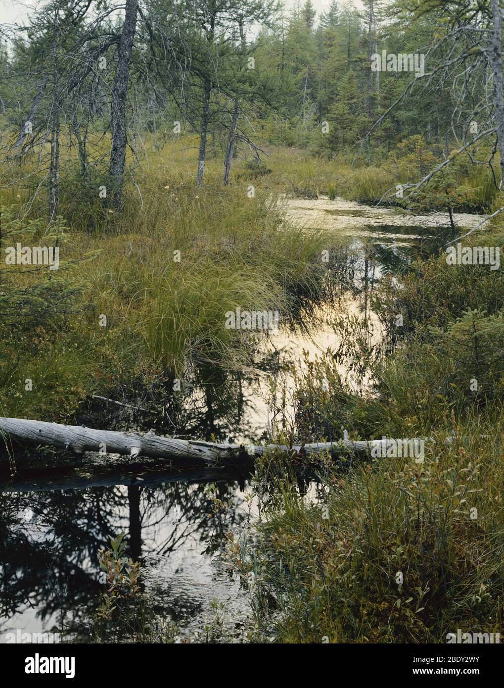 Northern Bog, New York Stock Photo - Alamy