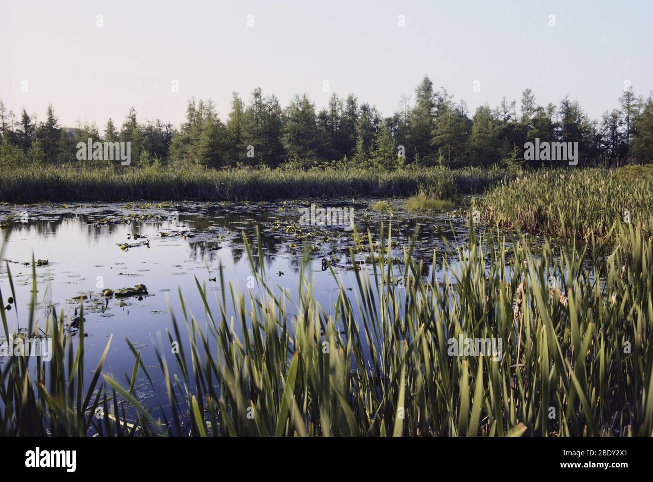 Freshwater bog ecosystem hi-res stock photography and images - Alamy