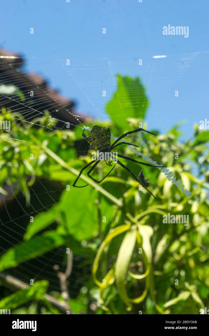 Sun spider hi-res stock photography and images - Alamy