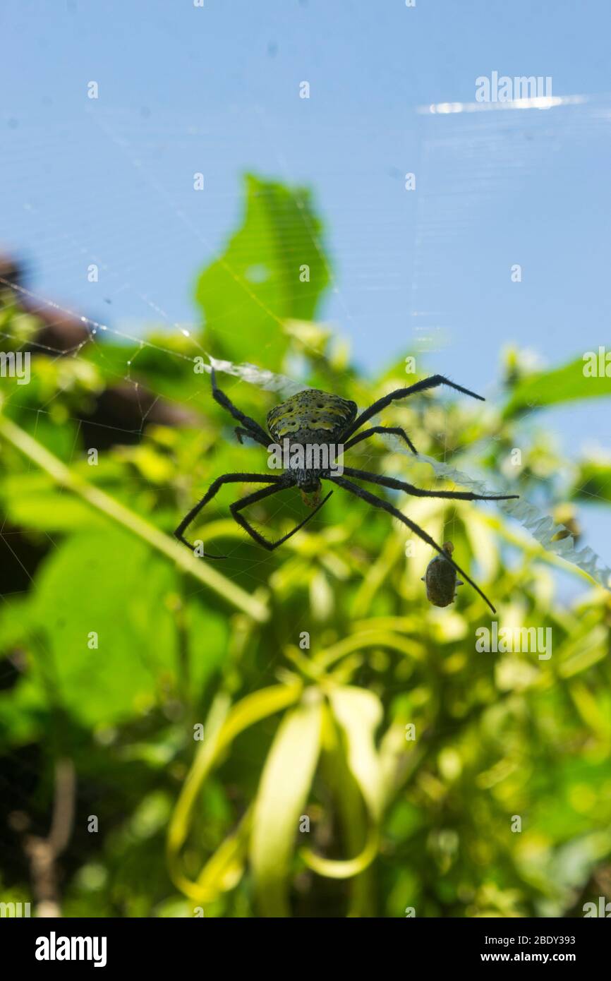 Sun spider hi-res stock photography and images - Alamy