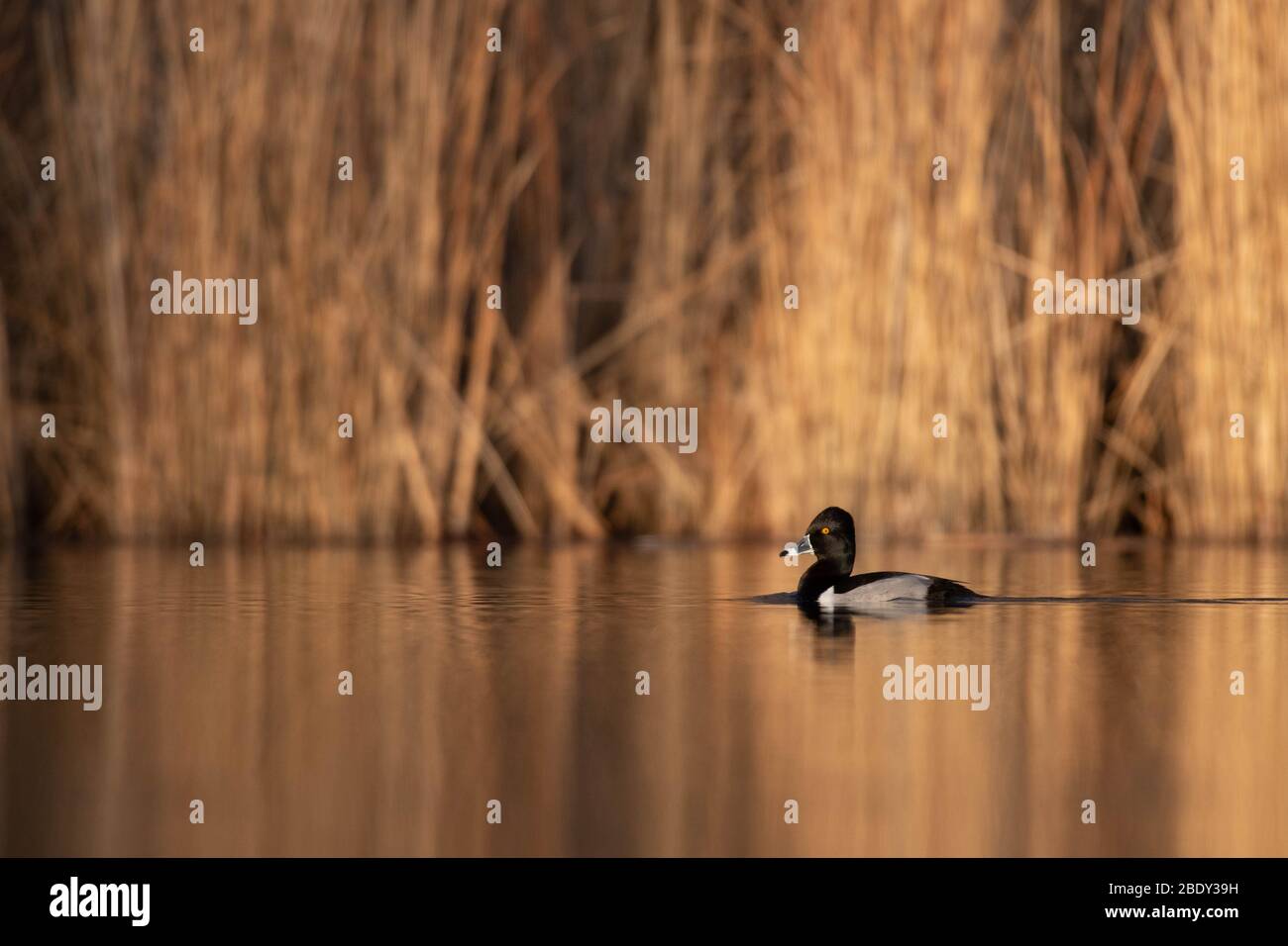 Ring-necked Duck, Tingley Beach, Albuquerque, New Mexico, USA Stock ...