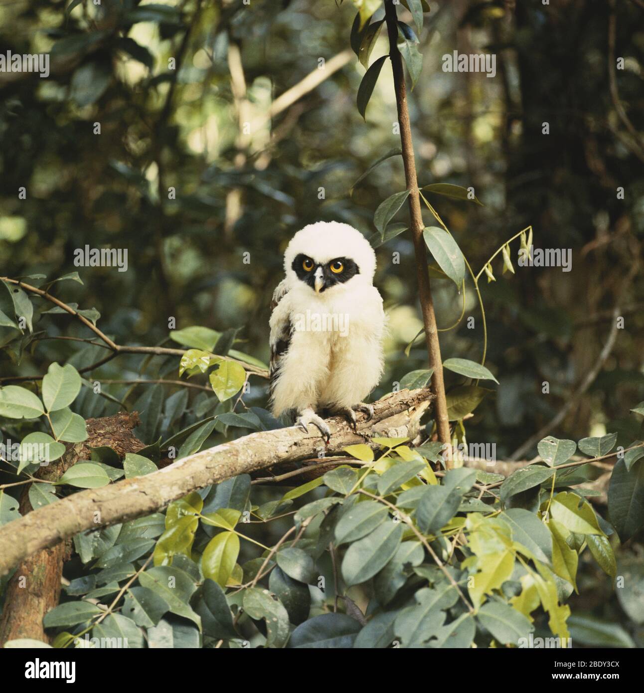 Juvenile spectacled owl hi-res stock photography and images - Alamy