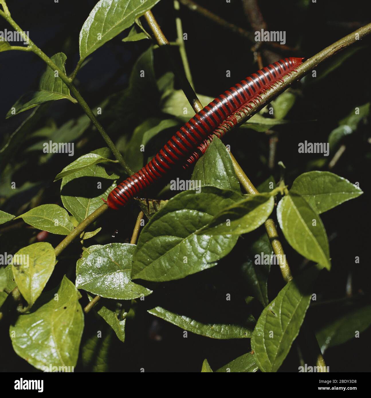 Millipede diplopoda arthropod hi-res stock photography and images - Alamy