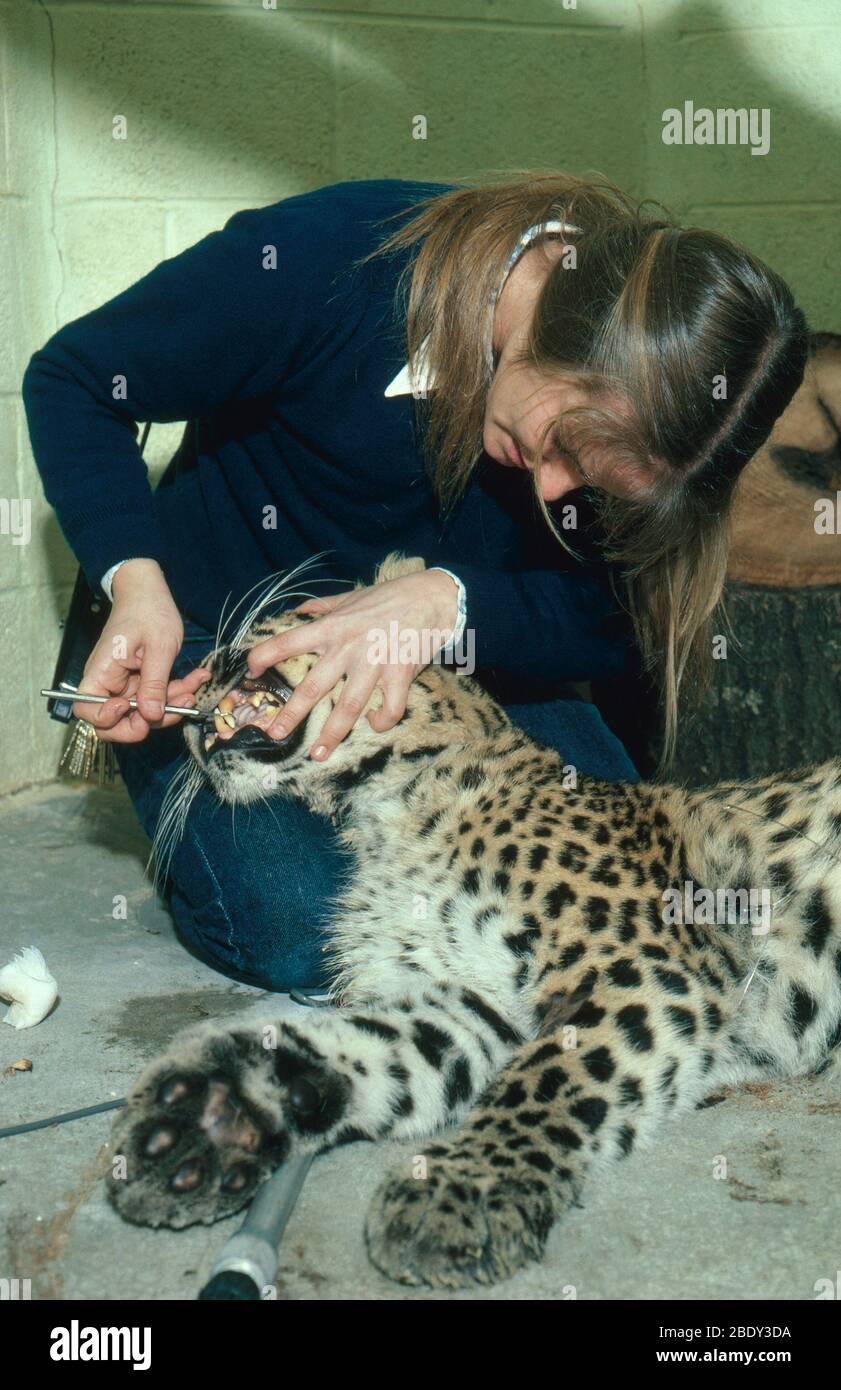 Vet Checking Leopard's Teeth Stock Photo - Alamy