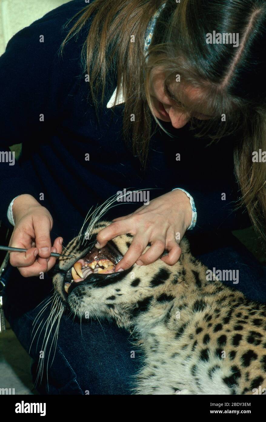 Vet Checking Leopard's Teeth Stock Photo - Alamy