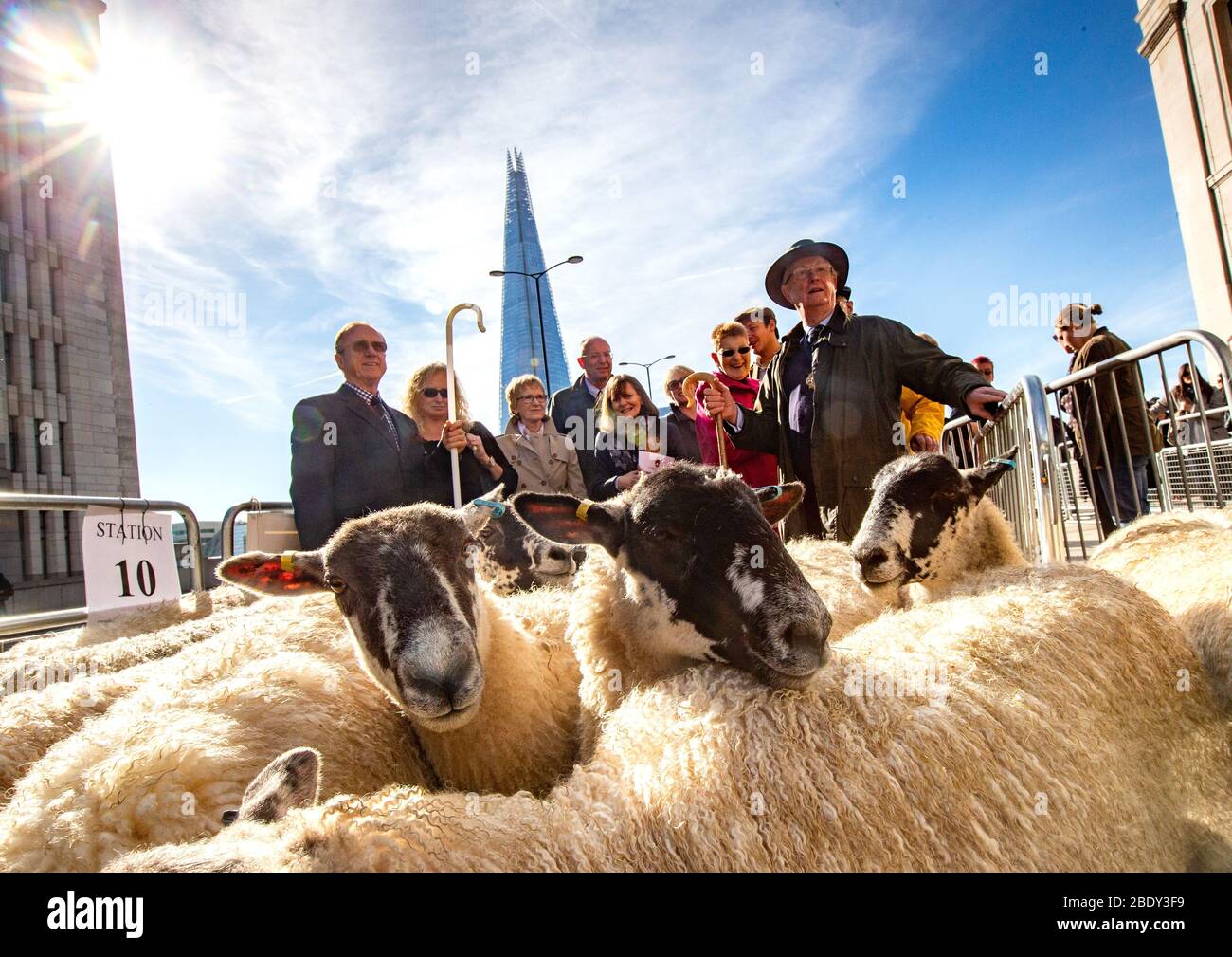 Medieval tradition sheep being driven hi-res stock photography and ...