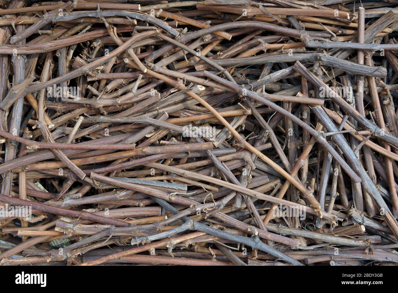 Close-up pile of many cut grapevine twigs in soft sunlight as natural ...