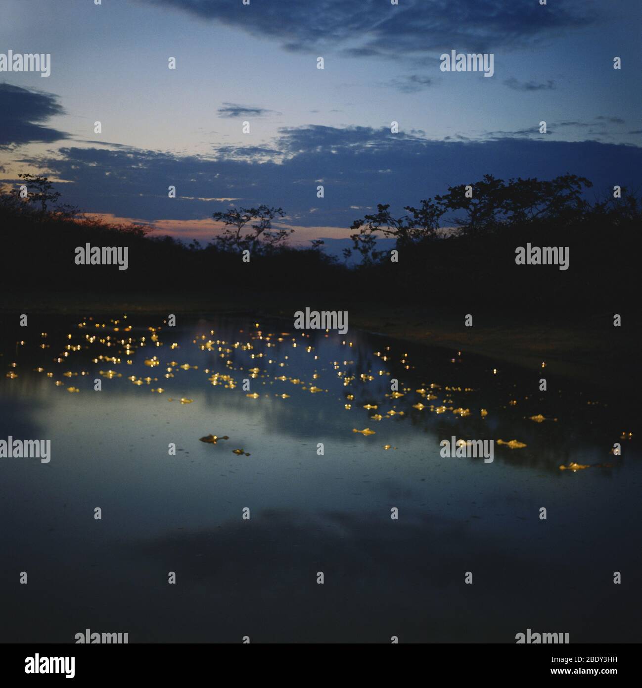 Animal eyes night glowing hi-res stock photography and images - Alamy