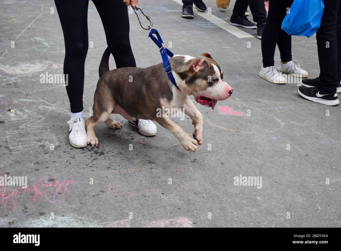 SEPTEMBER 22, 2019-BAGUIO CITY PHILIPPINES : Brown bulldog barking at ... SEPTEMBER 22, 2019-BAGUIO CITY PHILIPPINES : Brown bulldog barking at ...