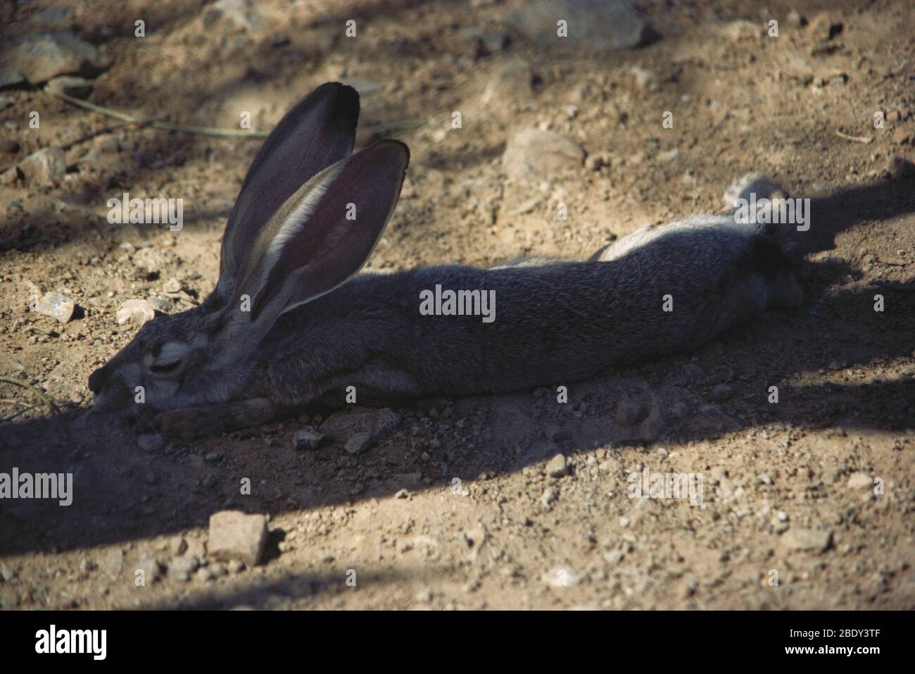 Jackrabbit sleeping hi-res stock photography and images - Alamy