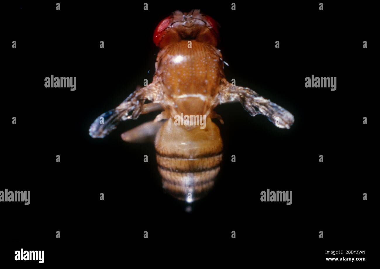 Drosophila mutant fly hi-res stock photography and images - Alamy