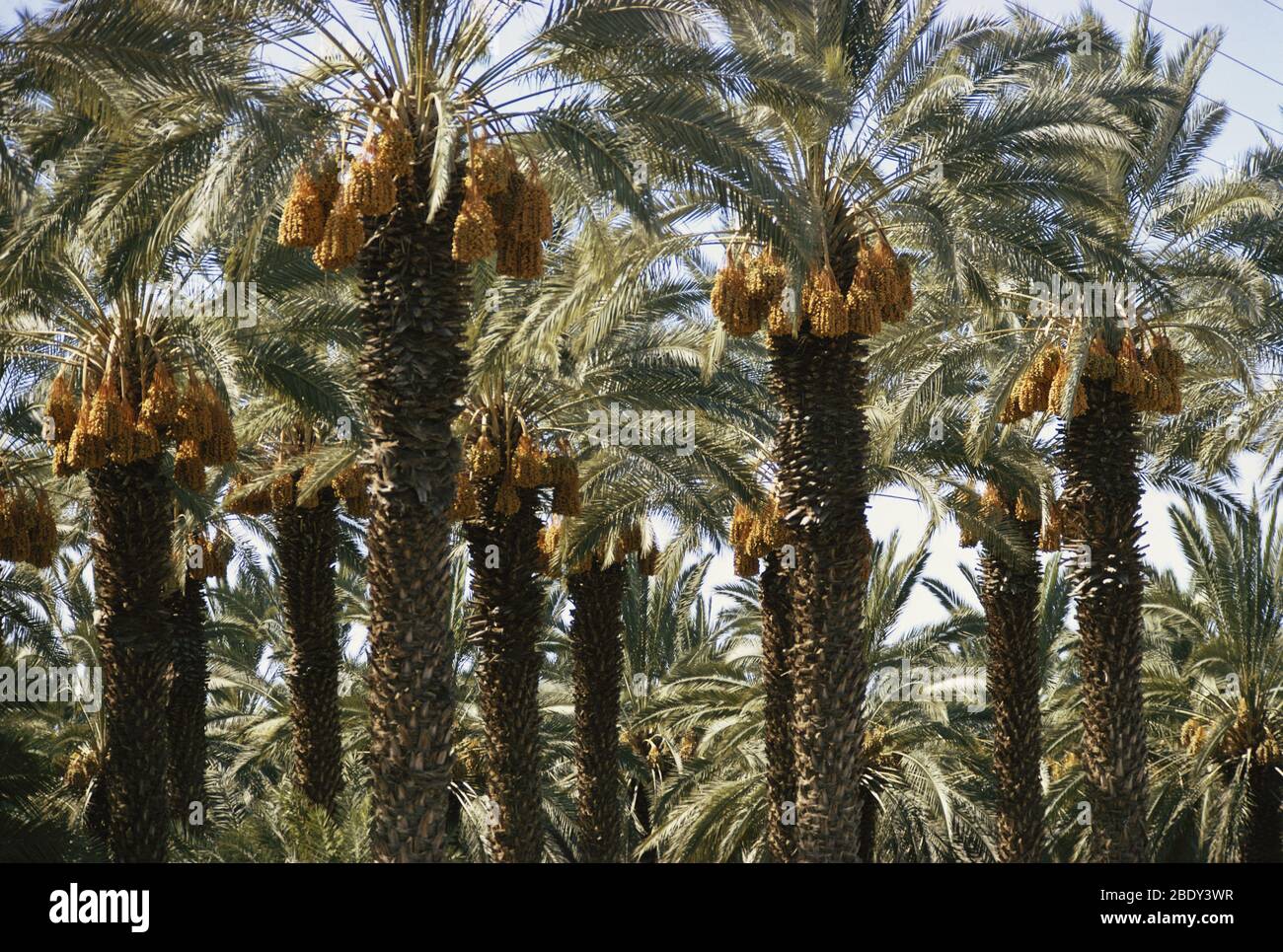 Date Palms in California Stock Photo - Alamy