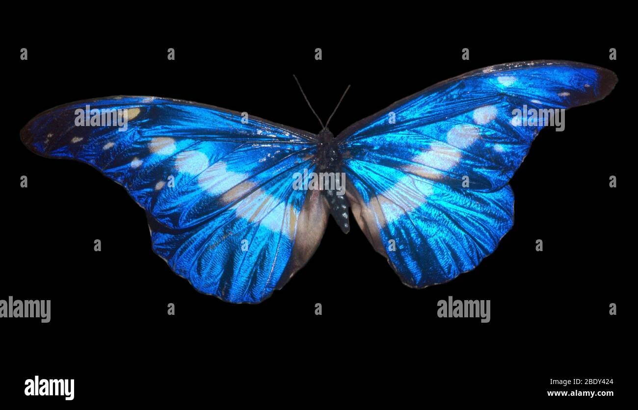 Helena Morpho (Morpho helena Stock Photo - Alamy