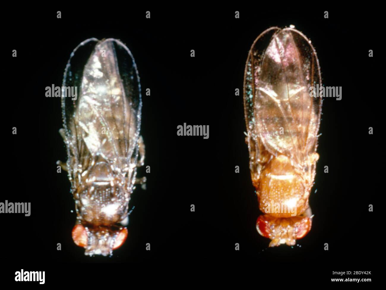 Pomace flies hi-res stock photography and images - Alamy