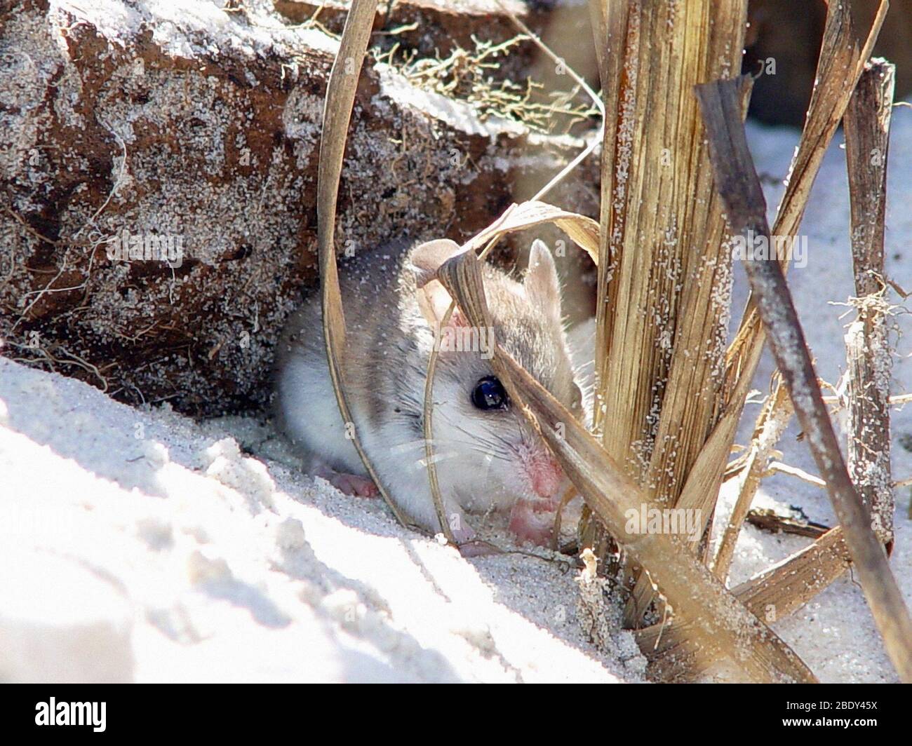 Alabama Beach Mouse Stock Photo - Alamy