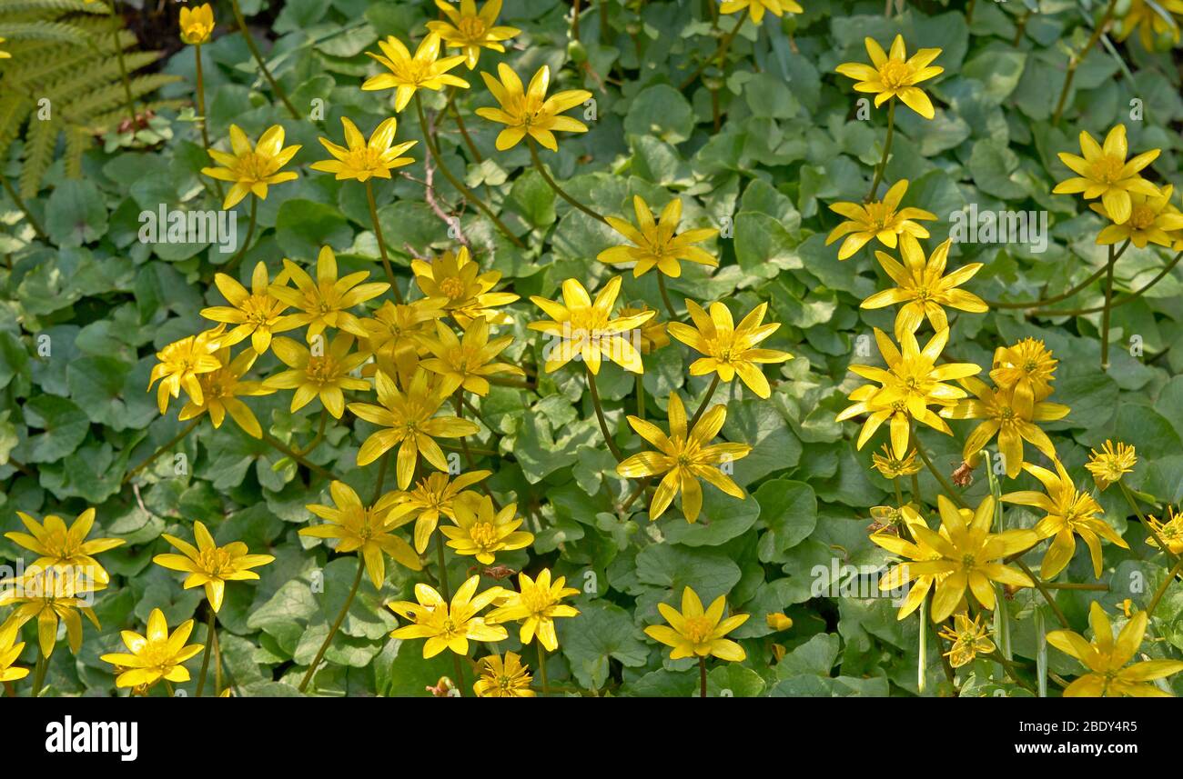 LESSER CELANDINE PLANTS WITH YELLOW FLOWERS AND GREEN LEAVES Ficaria ...
