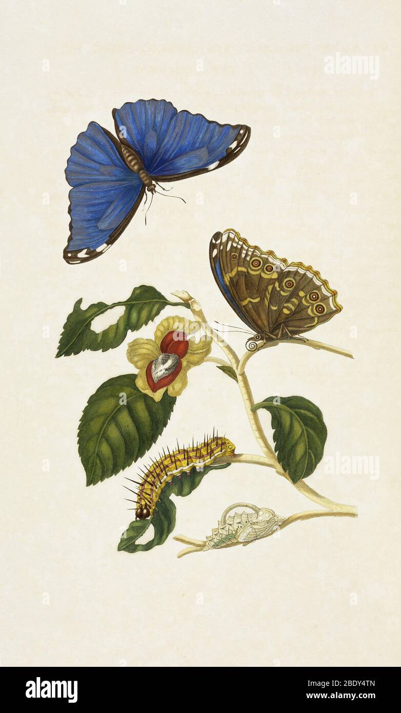 Blue Morpho and Metamorphosis Stock Photo - Alamy