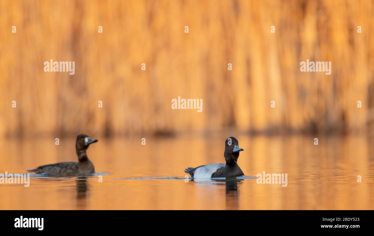 Lesser Scaup Pair