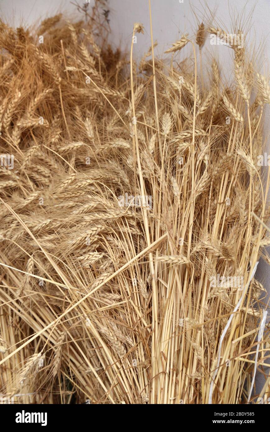 Barley. Ears and straws after harvest Stock Photo - Alamy