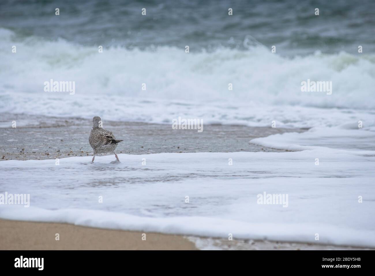 Dance of seagulls hi-res stock photography and images - Alamy