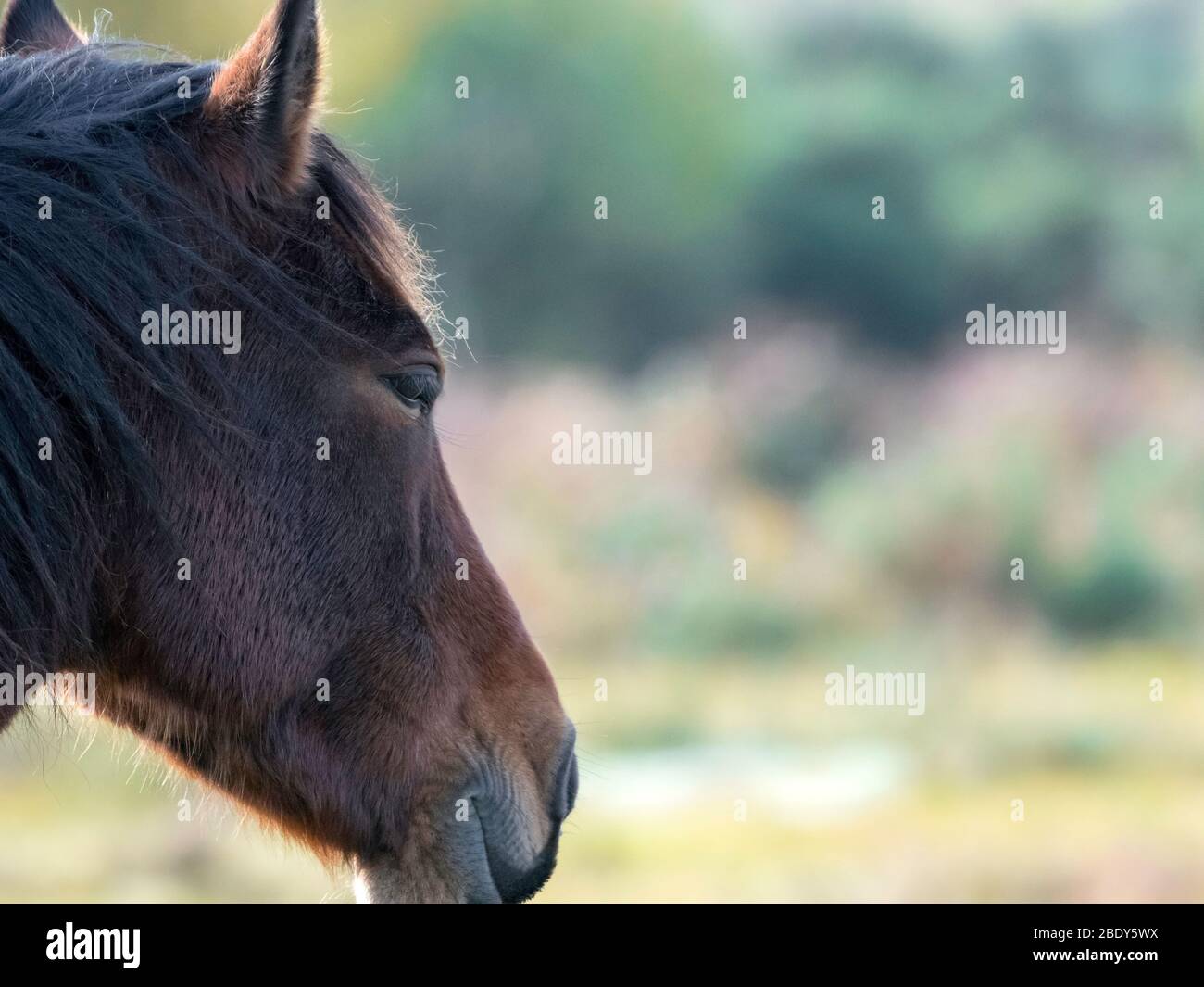 Portrait of horse face Stock Photo - Alamy