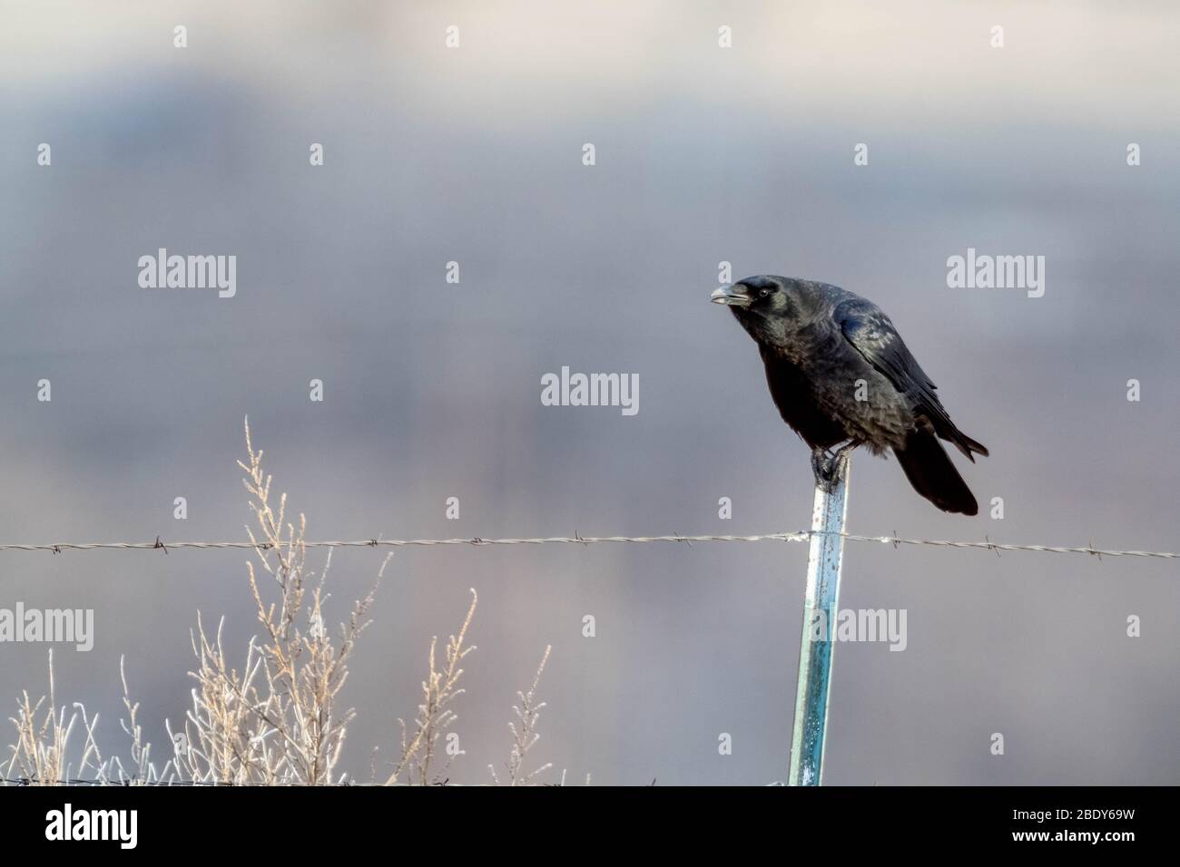 American Crow, Valle de Oro National Wildlife Refuge, New Mexico, USA ...