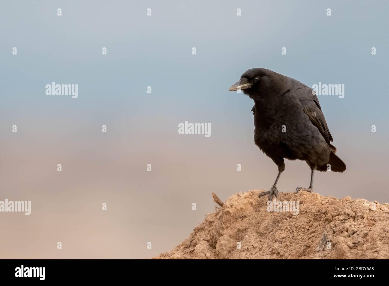 American Crow, Valle de Oro National Wildlife Refuge, New Mexico, USA ...