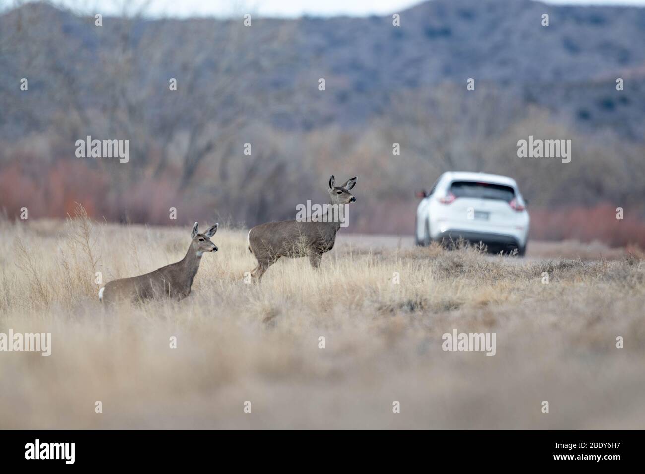 Rocky Mountain Mule Deer, (Odocoileus hemionus hemionus), Bosque del ...