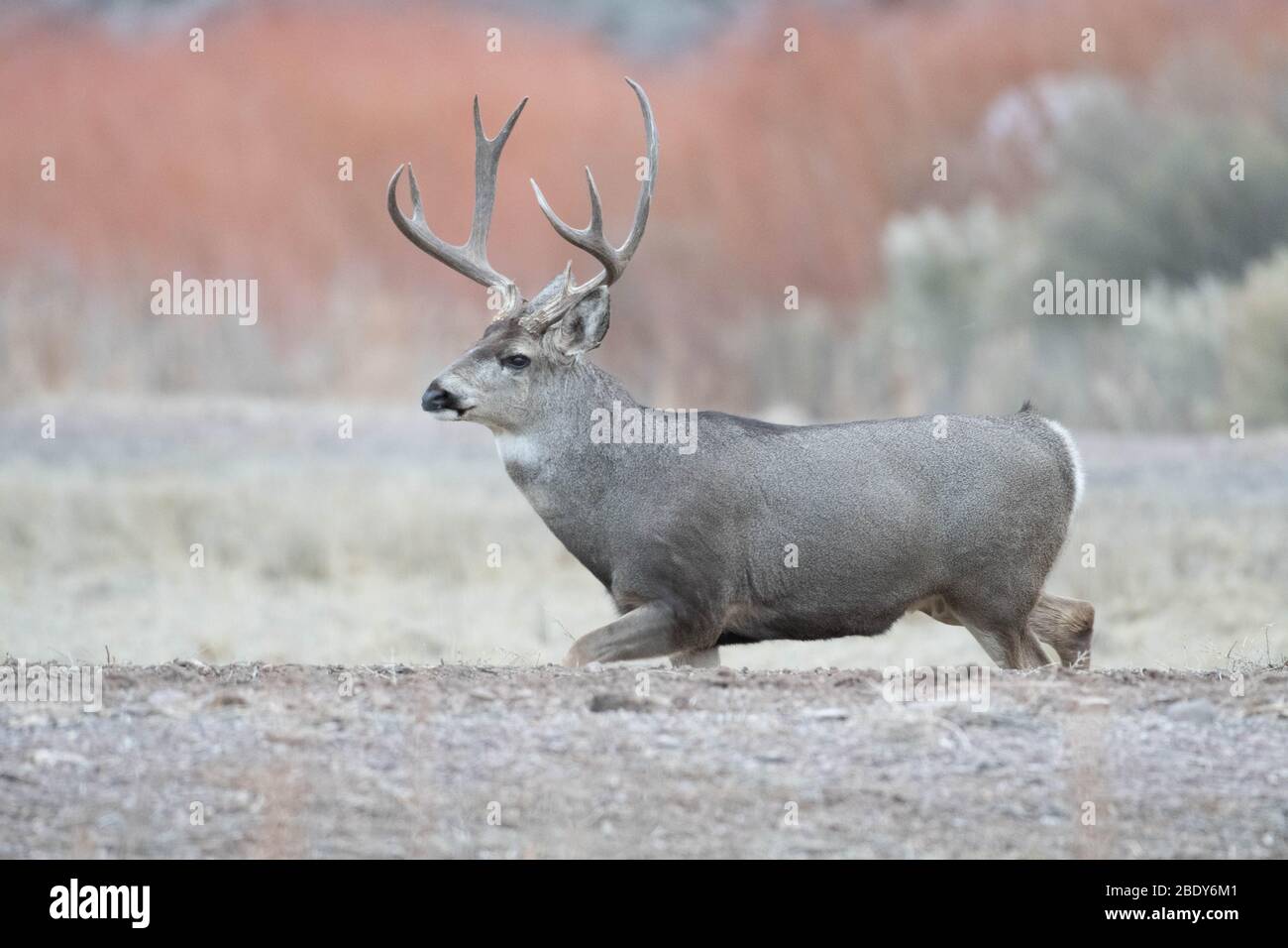 Rocky Mountain Mule Deer, (Odocoileus hemionus hemionus), Bosque del ...