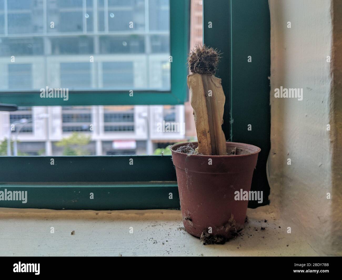 Dried cactus hi-res stock photography and images - Alamy