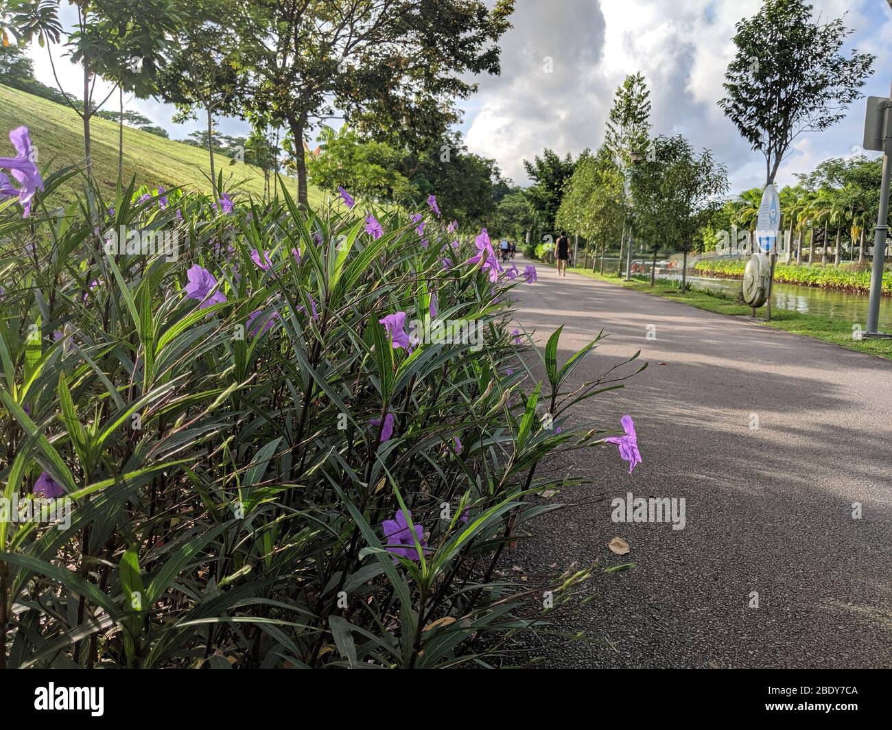 Purple flower along a pathway at a park in Singapore Stock Photo - Alamy